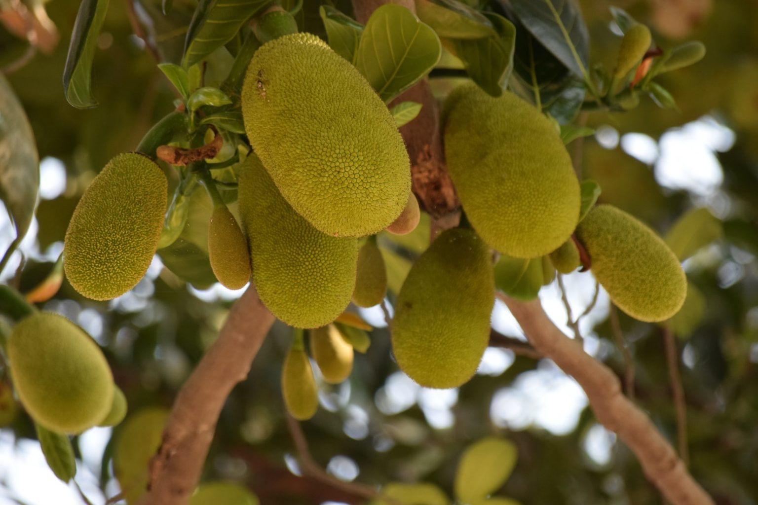 Wat is een jackfruit en waar kan je het voor gebruiken? | VVV.nl